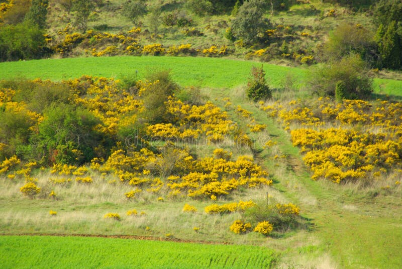 Field and broom stock image. Image of meadow, genister - 11402993