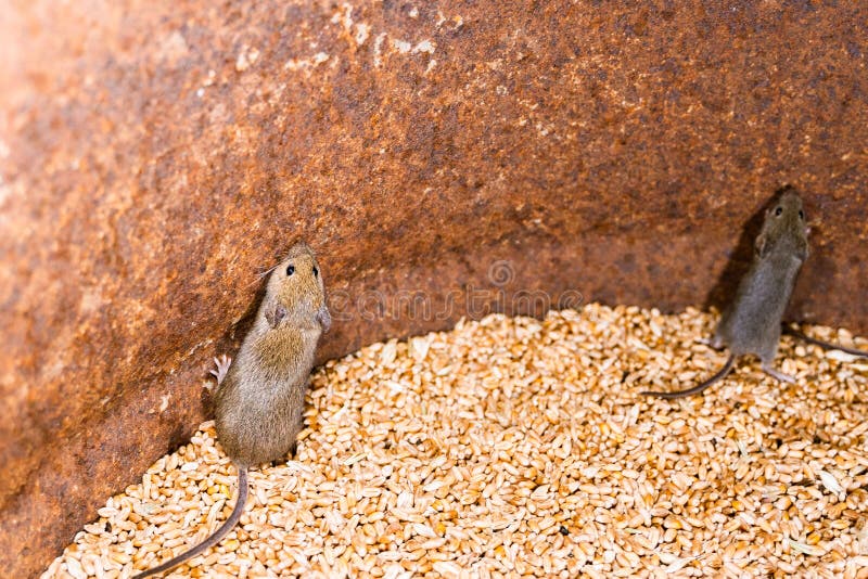 Field Brown Mice Trying To Get Out of a Barrel of Wheat Stock Photo ...