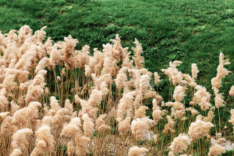 A Field of Brown Reeds with Fluffy Straw Ends and Green Grass in the ...