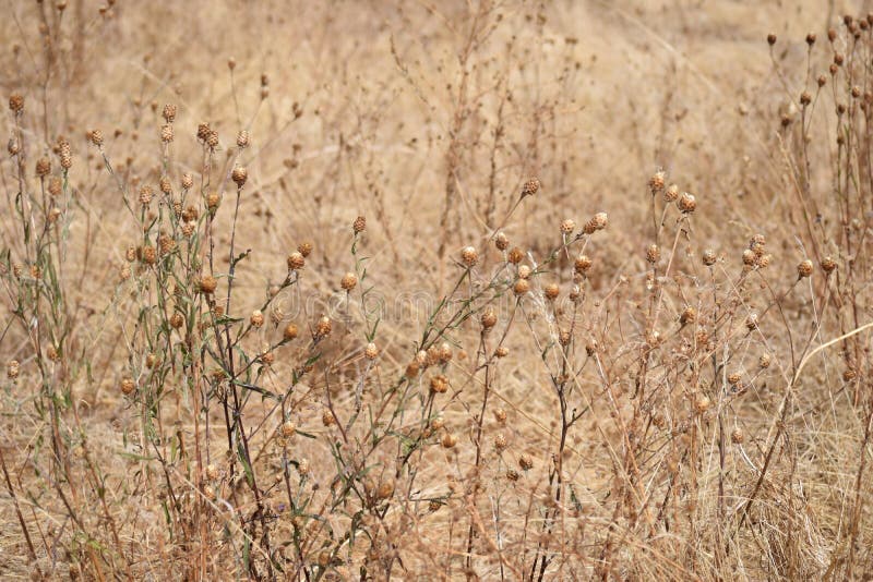 A field of brown weeds stock photo. Image of natural - 72467248