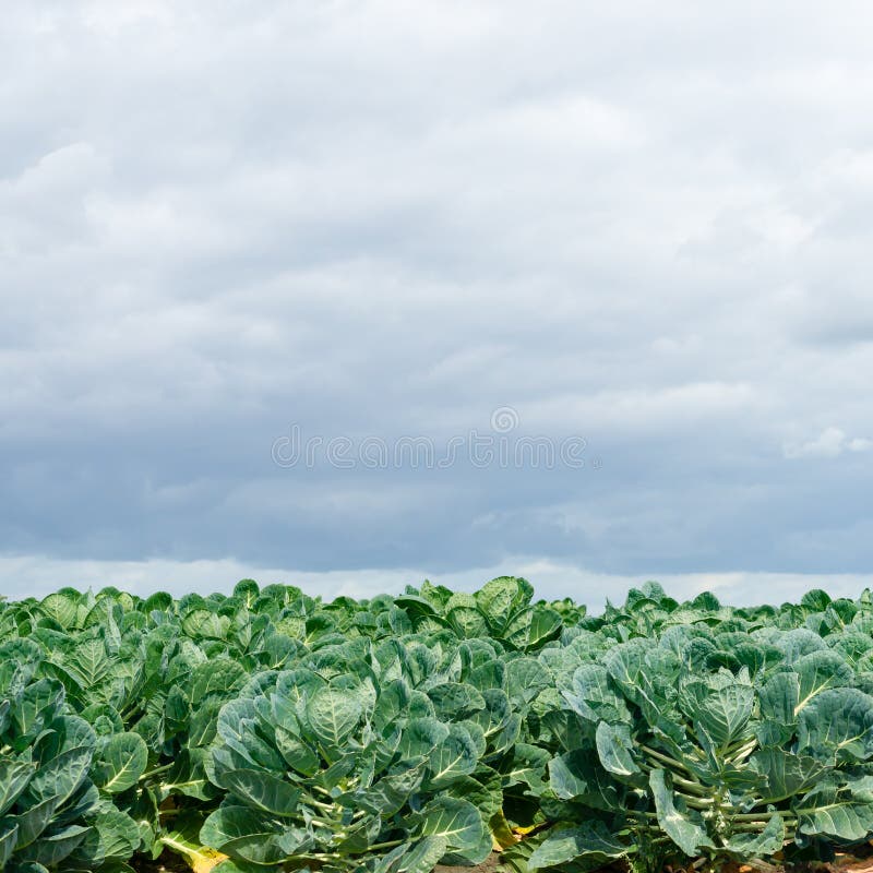 Field with brussels sprout stock image. Image of bloom - 26604011