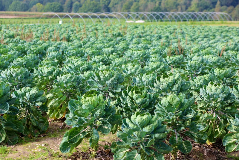 Field of Brussels sprouts stock photo. Image of country - 45136272