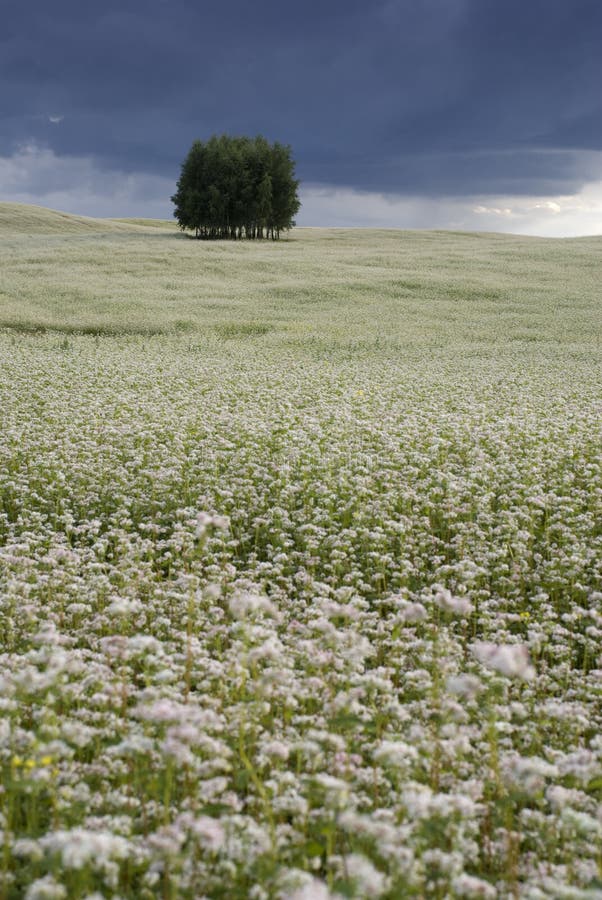 Field of buckwheat. stock image. Image of cultivation - 9552445