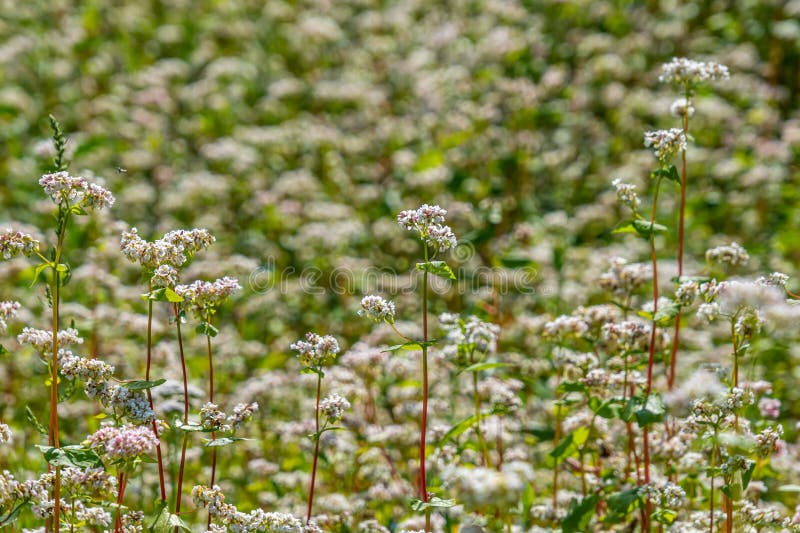 A Field with Buckwheat in Bloom, Buckwheat Flowers in the Foreground ...