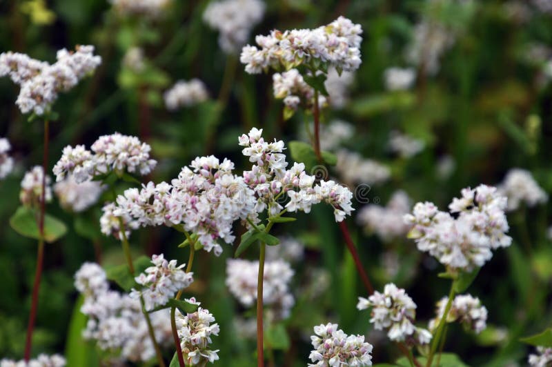 In the Field Buckwheat Bloom_9 Stock Photo - Image of growing, flour ...