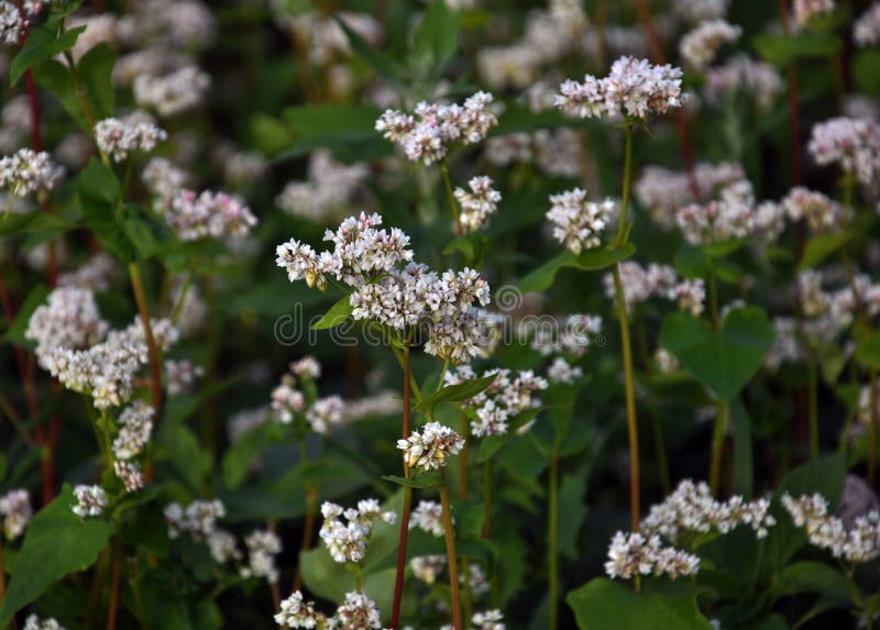 In the Field Buckwheat Bloom Stock Image - Image of calorie, menu: 96261709