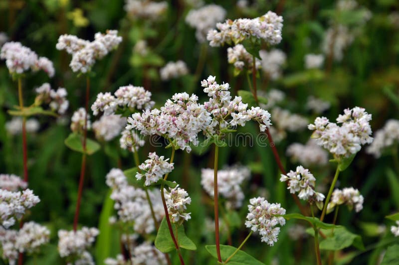 In the Field Buckwheat Bloom_11 Stock Photo - Image of honey, porridges ...