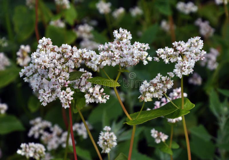 In the Field Buckwheat Bloom_15 Stock Image - Image of groats, flour ...