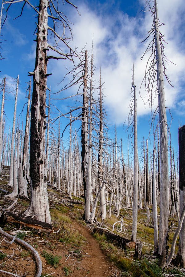 Field of Burned Dead Conifer Trees with Hollow Branches in Beautiful ...
