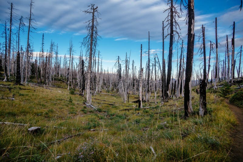 Field of Burned Dead Conifer Trees with Hollow Branches in Beautiful ...