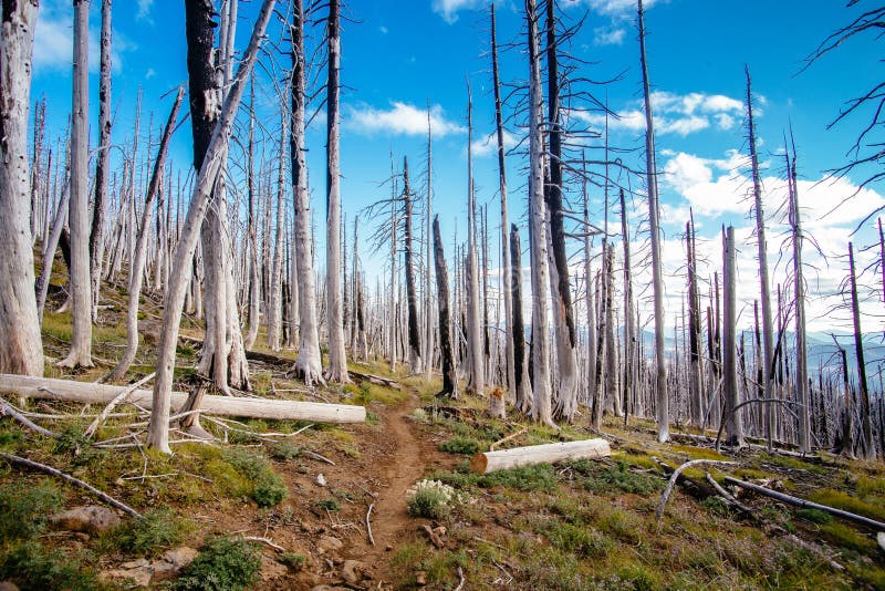 Field of Burned Dead Conifer Trees with Hollow Branches in Beautiful ...