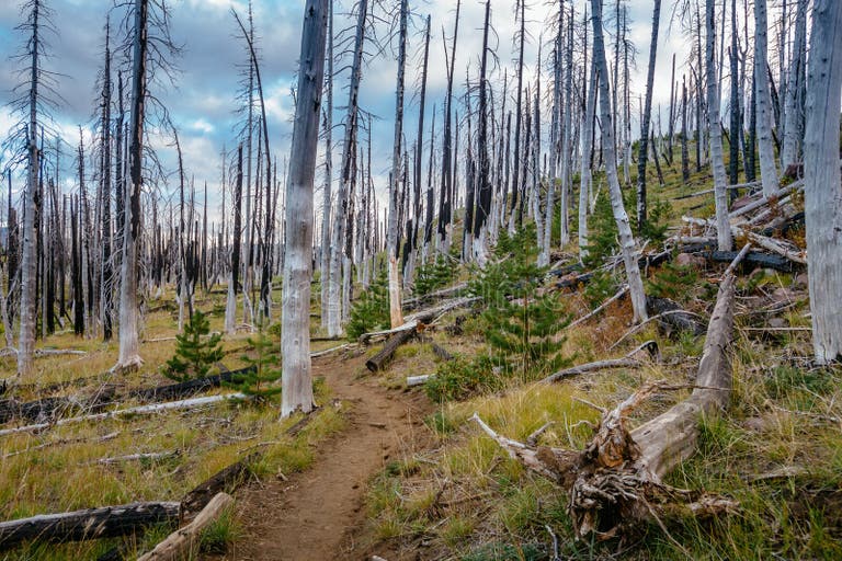 Field of Burned Dead Conifer Trees with Hollow Branches in Beautiful ...