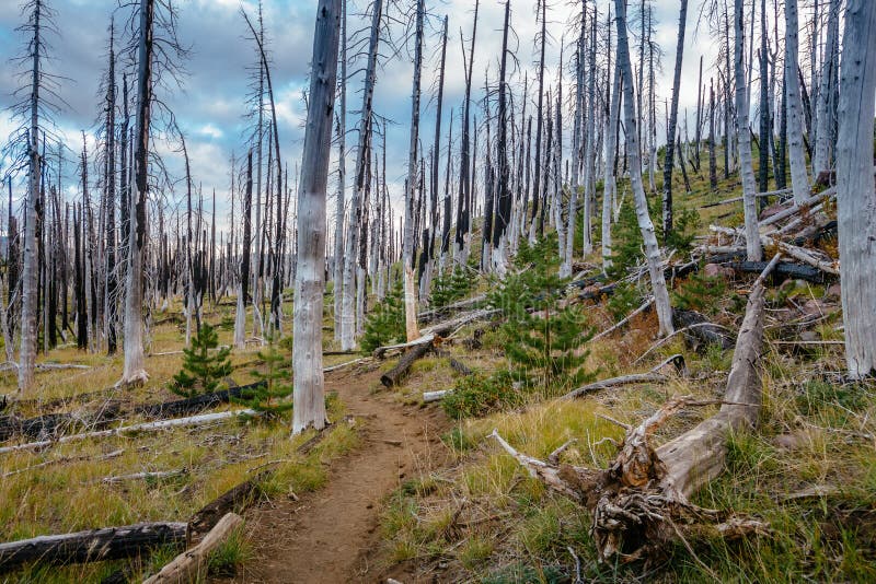 Field of Burned Dead Conifer Trees with Hollow Branches in Beautiful ...