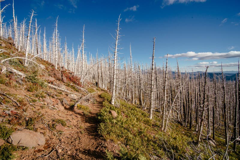 Field of Burned Dead Conifer Trees with Hollow Branches in Beautiful ...