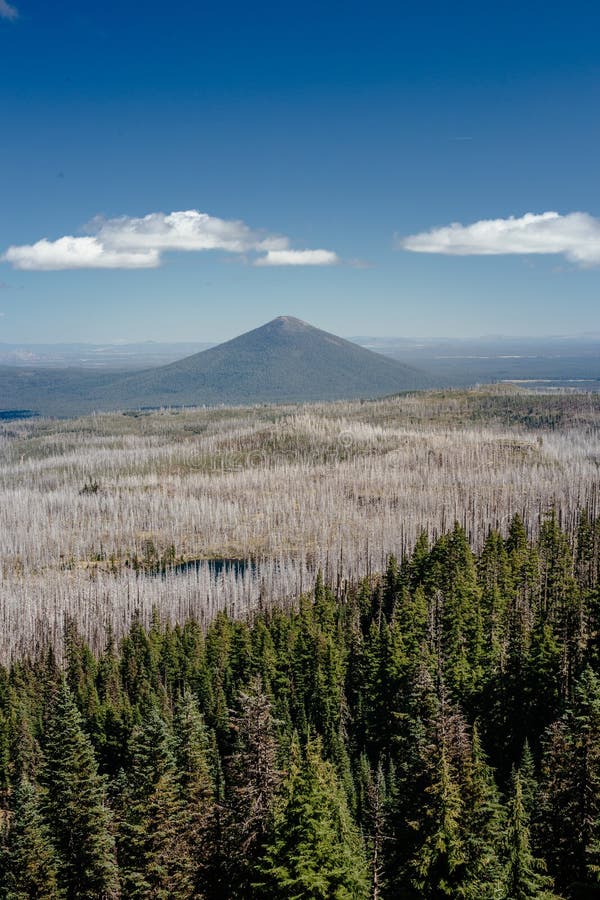 Field of Burned Dead Conifer Trees with Hollow Branches in Beautiful ...