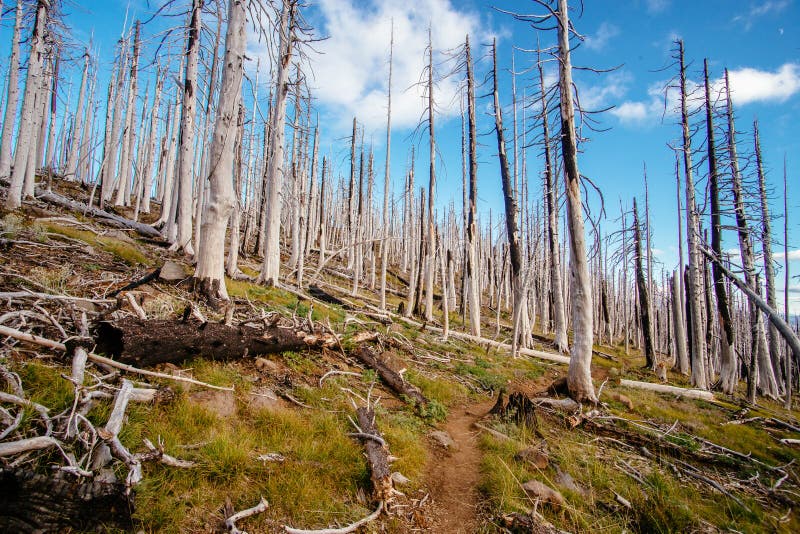 Field of Burned Dead Conifer Trees with Hollow Branches in Beautiful ...