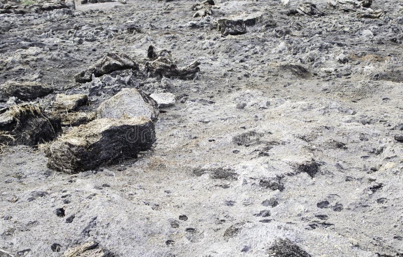 Field burning ashes stock photo. Image of danger, natural - 67338400