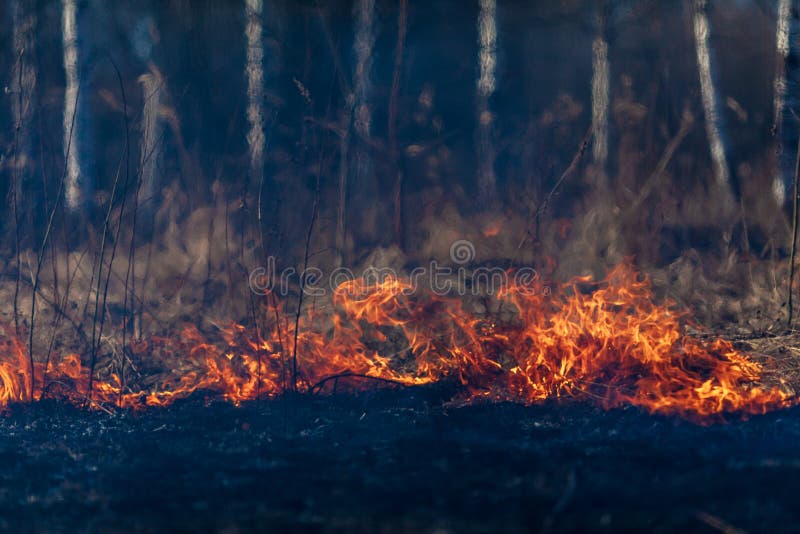 Field with Burning Dry Grass Stock Image - Image of natural, earth ...