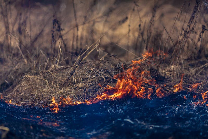 Field with Burning Dry Grass Stock Photo - Image of pollution, fire ...