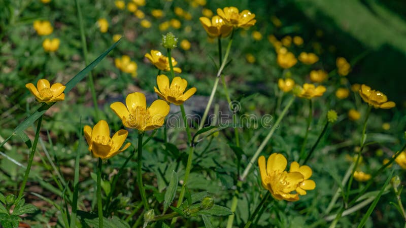 Field of Buttercup ,Ranunculus Acris, Meadow Buttercup, Tall Buttercup ...