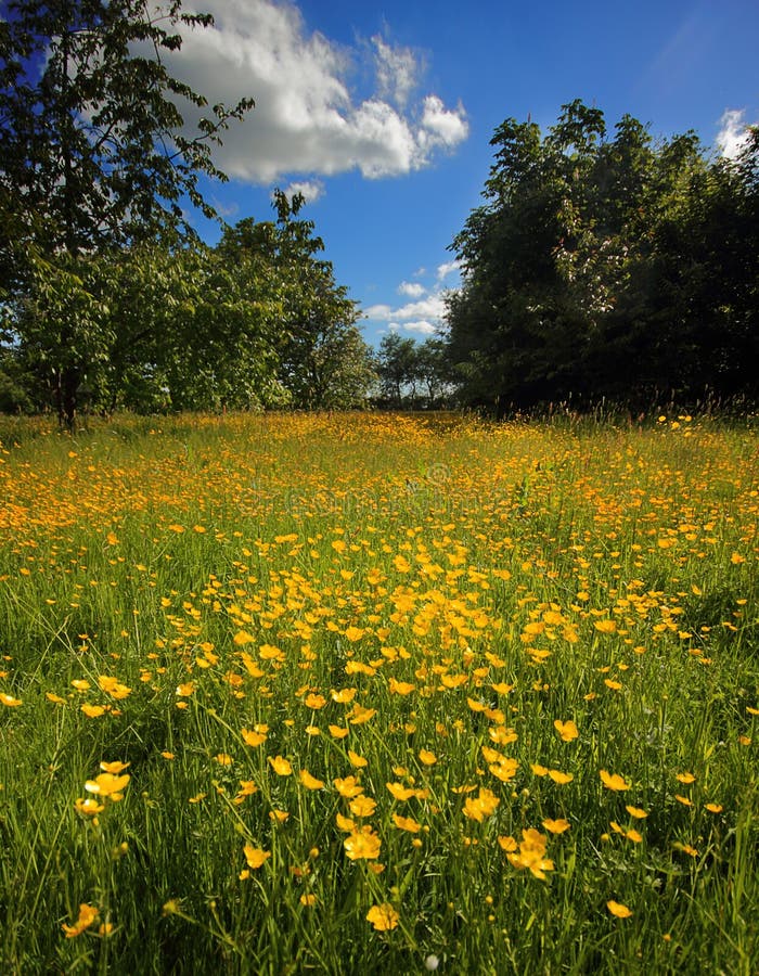 Field Of Buttercups Under A Blue Sky Stock Photo - Image of image ...