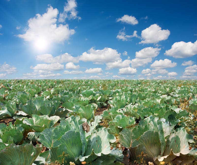 Field of cabbage stock photo. Image of vegetarian, land - 17167964