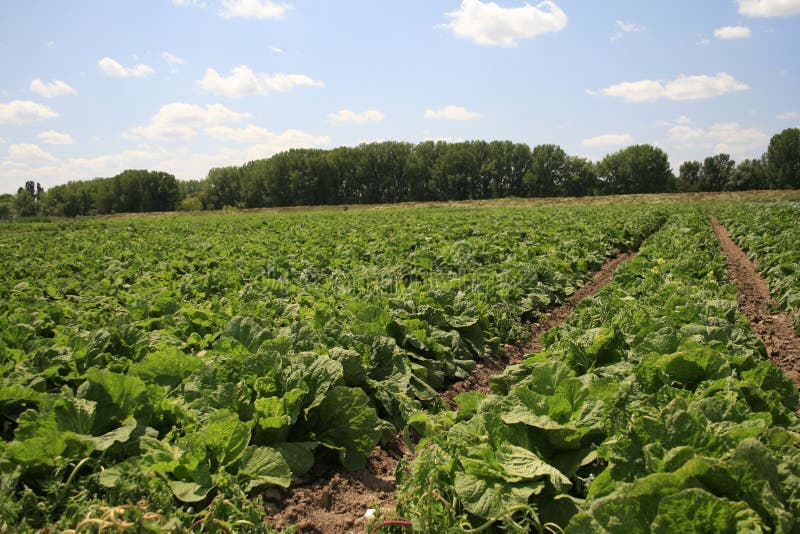 Field of cabbage. stock photo. Image of natural, nature - 62159424