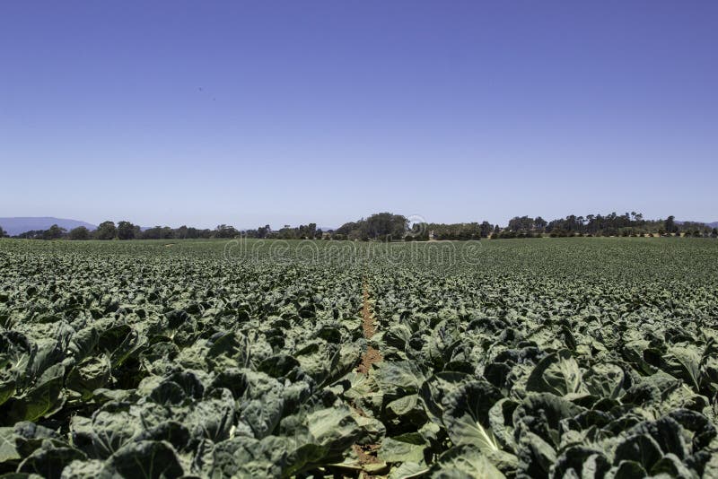 A Field of Cabbage in the California Countryside Stock Image - Image of ...