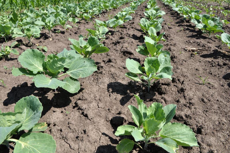 Cabbage Grows in the Open Ground Stock Photo - Image of field, soil ...