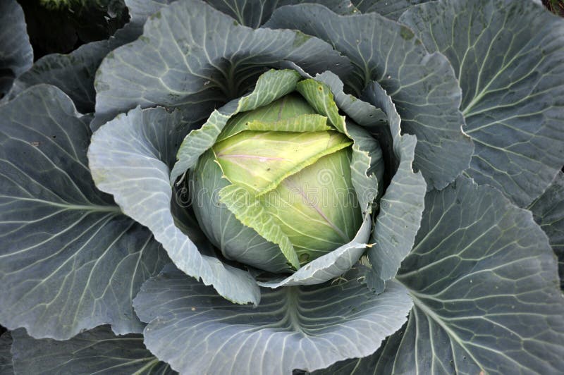Cabbage Grows in the Open Ground Stock Image - Image of fresh ...
