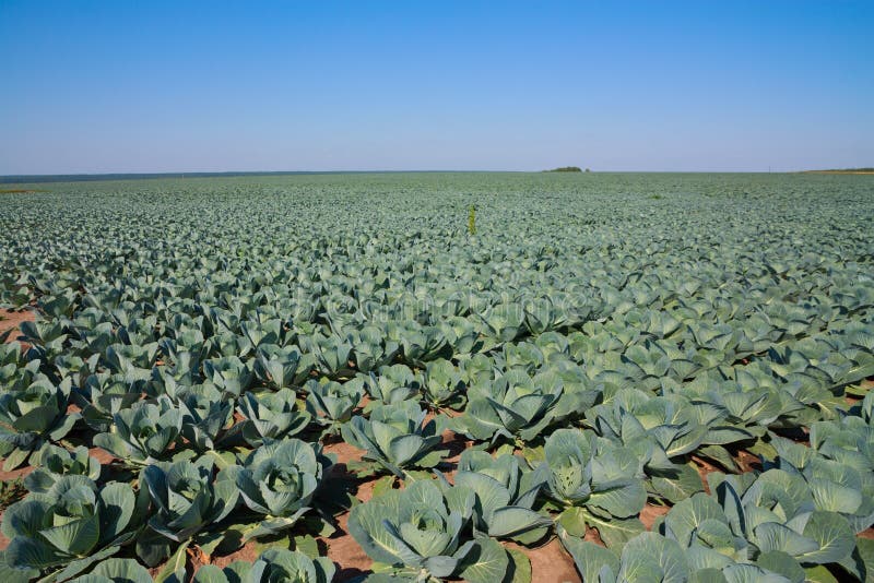 Field of cabbage stock image. Image of vegetable, farm - 101575631