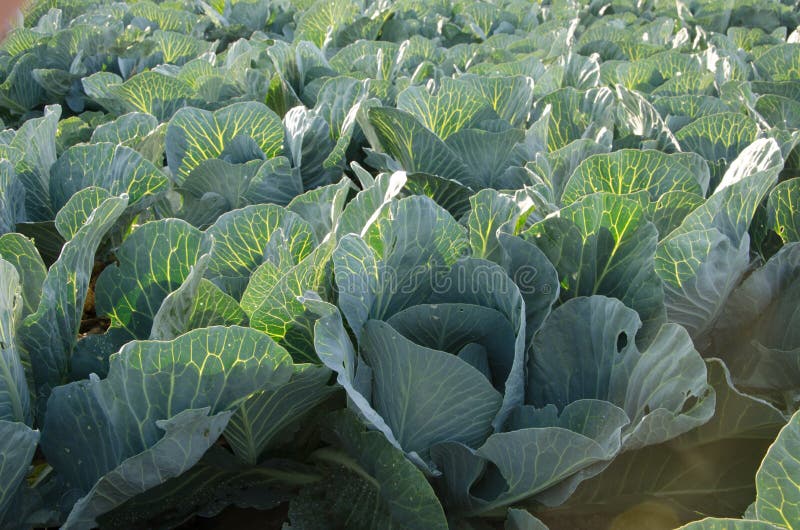 Field of cabbage stock image. Image of agriculture, green - 54429651