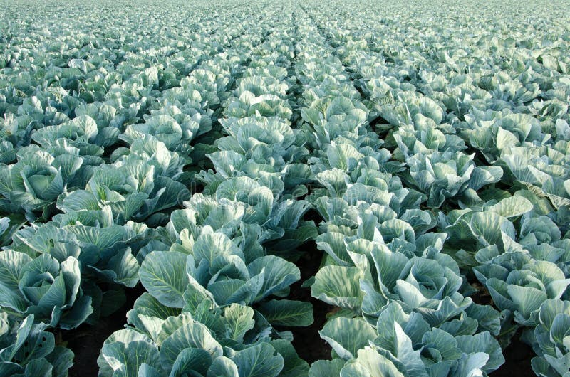 Field of cabbage stock photo. Image of healthy, plantation - 54429996