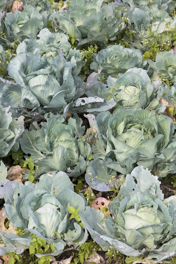 Field of cabbage stock image. Image of savoy, cabbage - 35553517