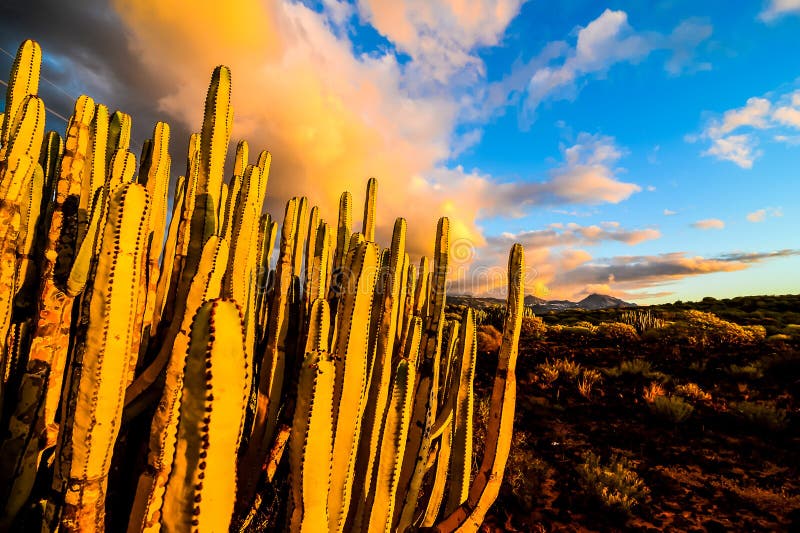 A Field of Cacti with a Beautiful Sunset in the Background Stock Photo ...