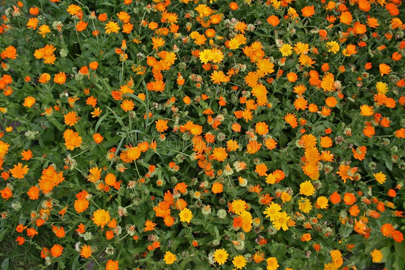 Field of calendula stock image. Image of orange, medical - 12023863