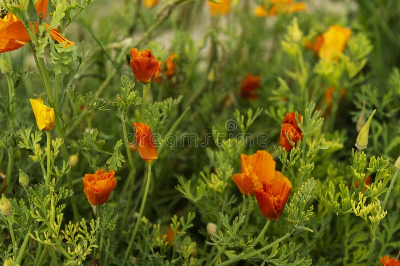 A Field of California Poppies with Stems Stock Image - Image of poppy ...