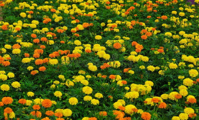Field of carnation flower stock photo. Image of nature - 44342768
