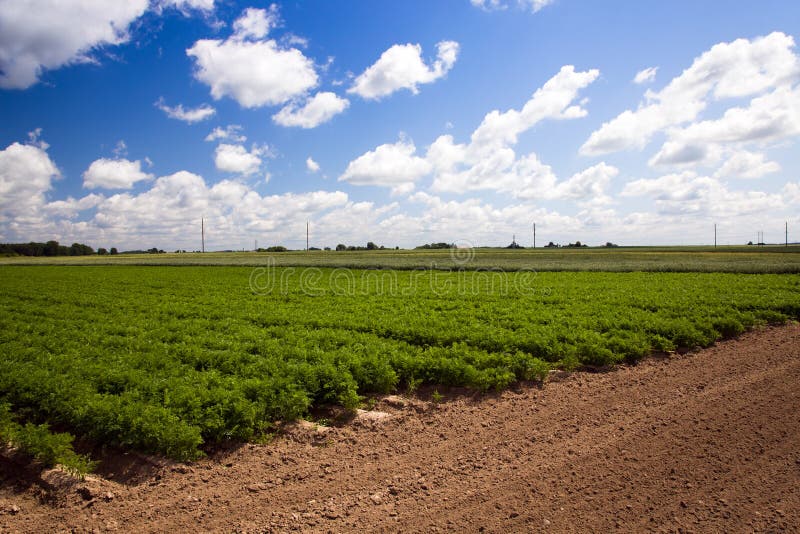 Field with carrot stock image. Image of agriculture, dirt - 22782607