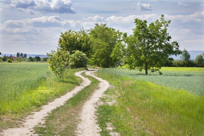 Field and Cart-road and Cloudscape Stock Photo - Image of corn, grain ...