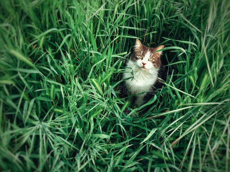 Field Cat stock image. Image of green, grass, kitty, outside - 88865057