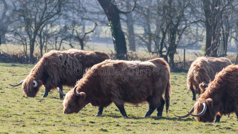 Field of Cattle stock image. Image of wildlife, grass - 110687055