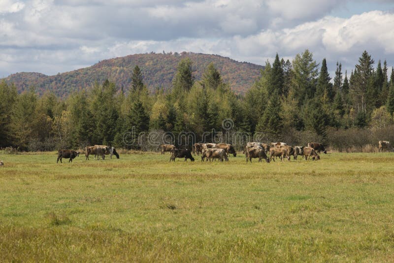 Field of Cattle stock image. Image of cattle, hill, trees - 46111235