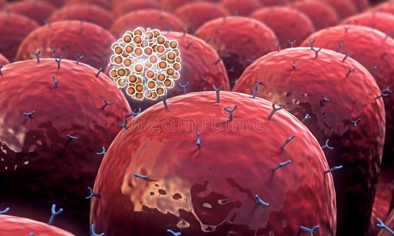 Human Immune System Attack the Virus Stock Illustration - Illustration ...