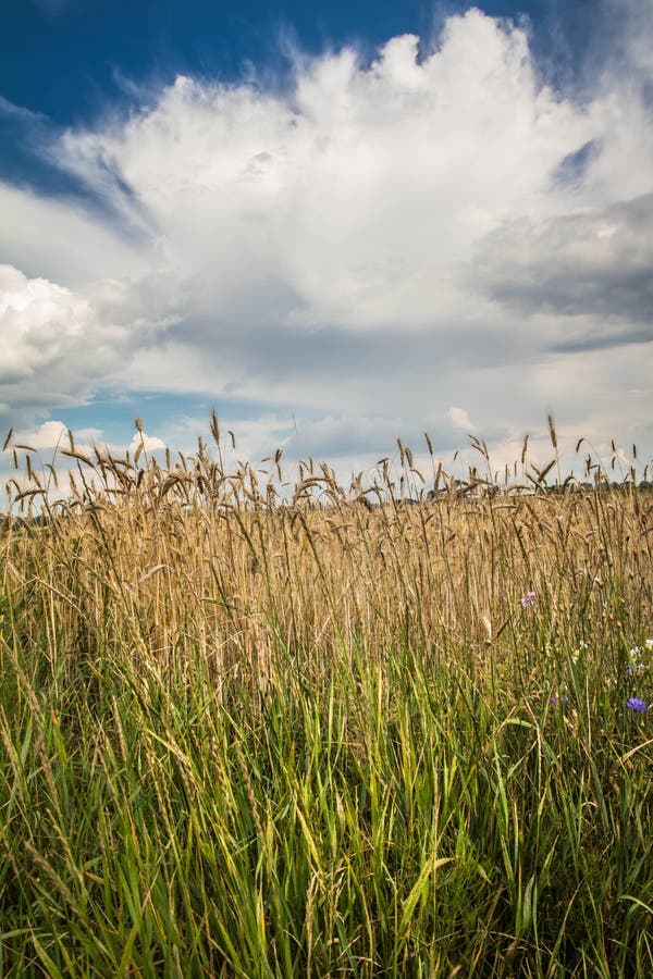 Field of cereal stock photo. Image of farming, harvest - 10685434