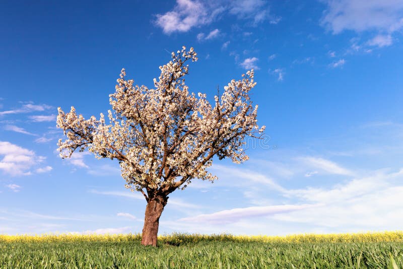 Field, Cherry Tree and Blue Sky Stock Photo - Image of spring ...