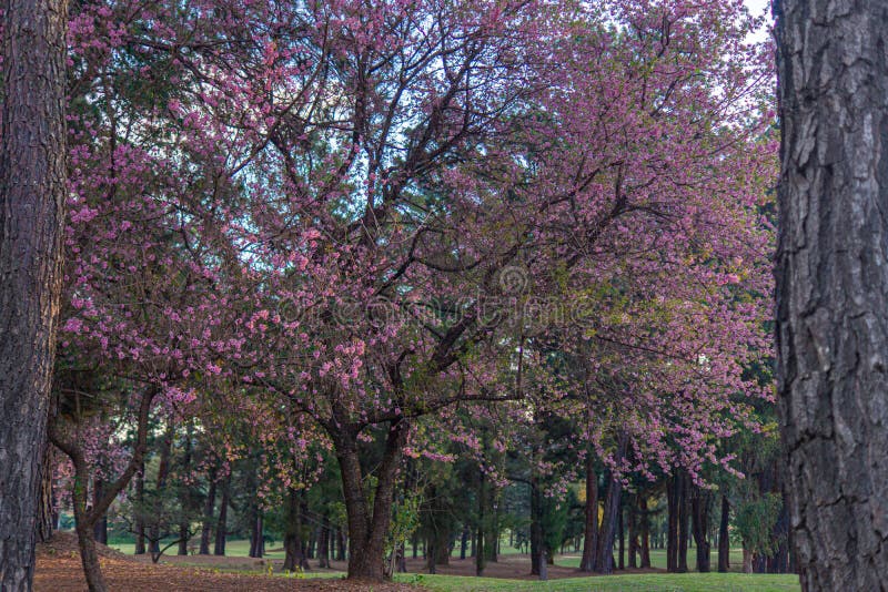 Field Cherry Tree Woods Hanami Stock Photo - Image of tree, hanami ...