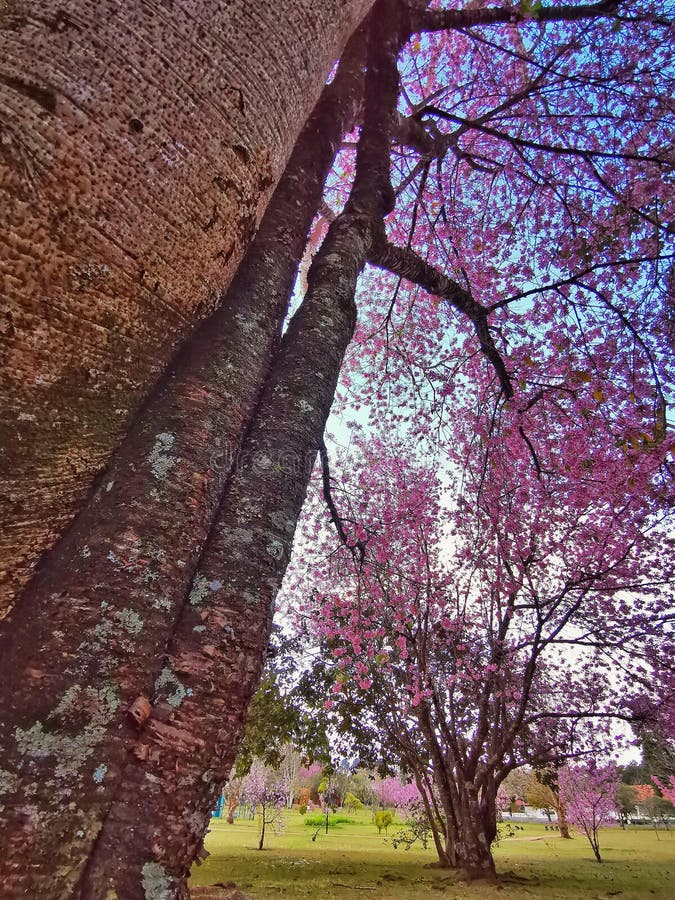 Field Cherry Tree Woods Hanami Stock Image - Image of fild, forrest ...