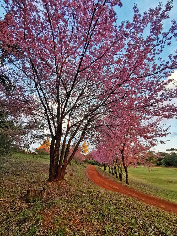 Field Cherry Tree Woods Hanami Stock Photo - Image of field, tree ...