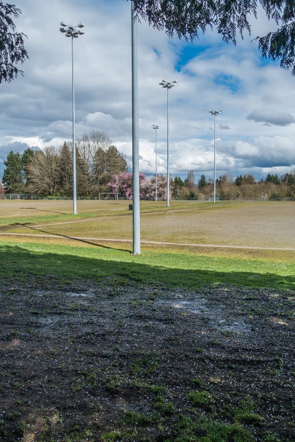 Field and Cherry Trees 3 stock image. Image of tree, northwest - 90383511